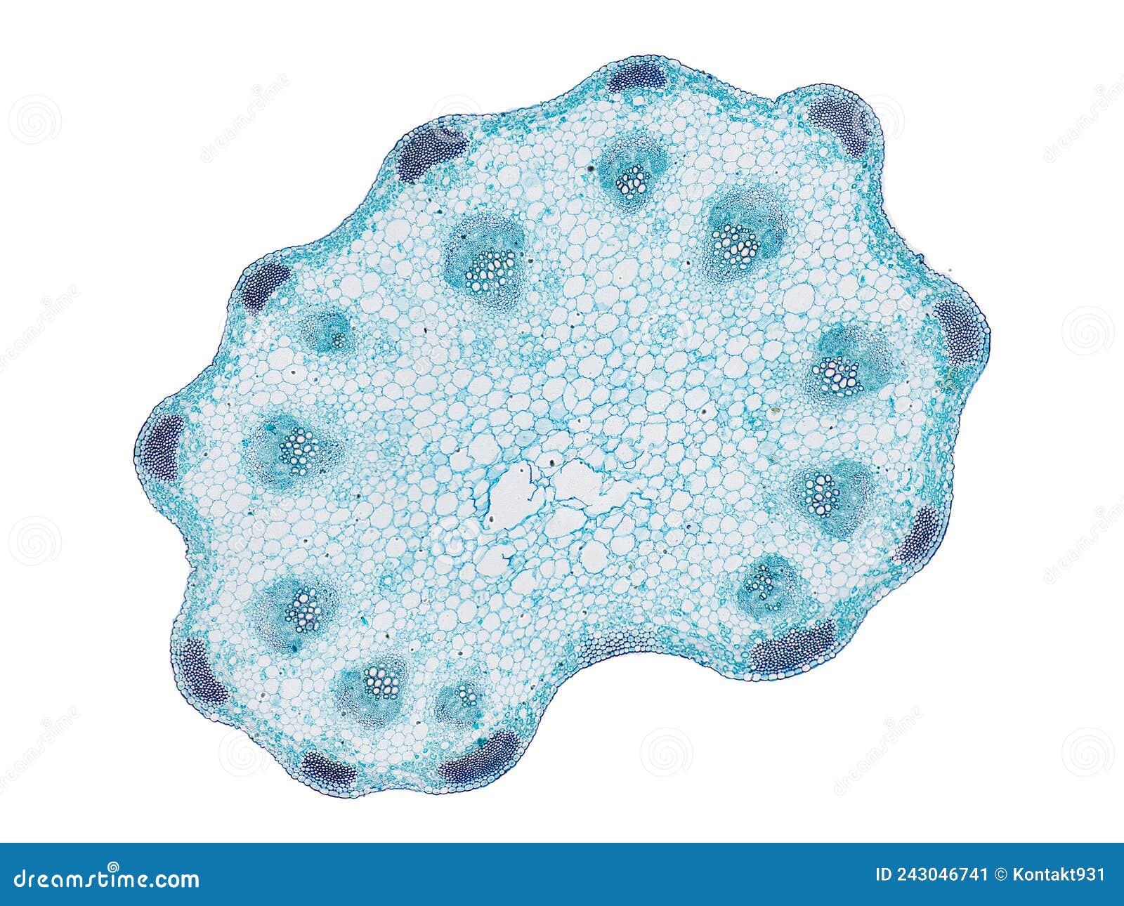 Celery Cells Under Microscope