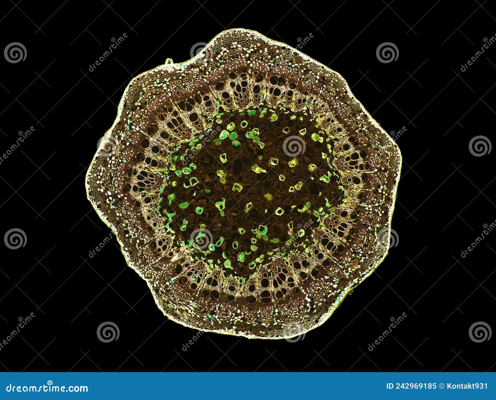 Cross Section Cut Slice of Plant Stem Under the Microscope â ...