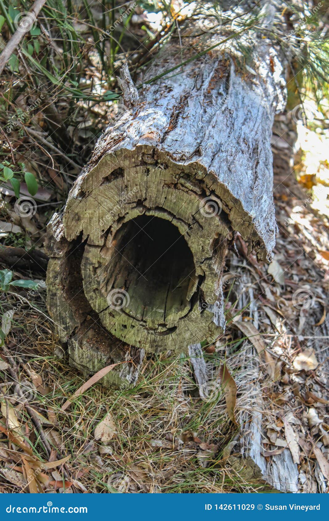 Cross-section of Cut Tree with Hollow Core Laying on Ground - Selective ...