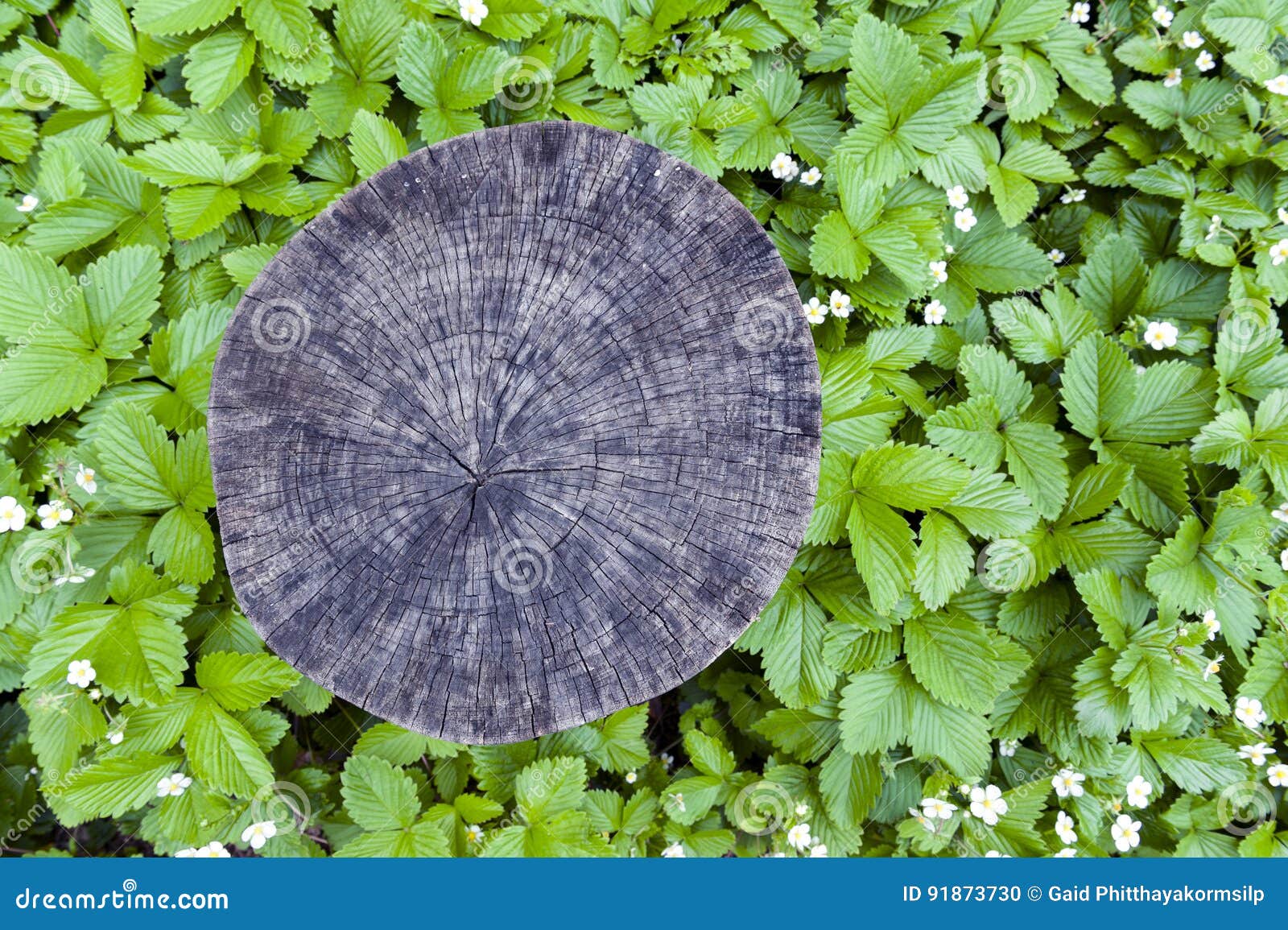 Cross Section Cut of Tree Stump Surrounded by Green Leaves Background ...