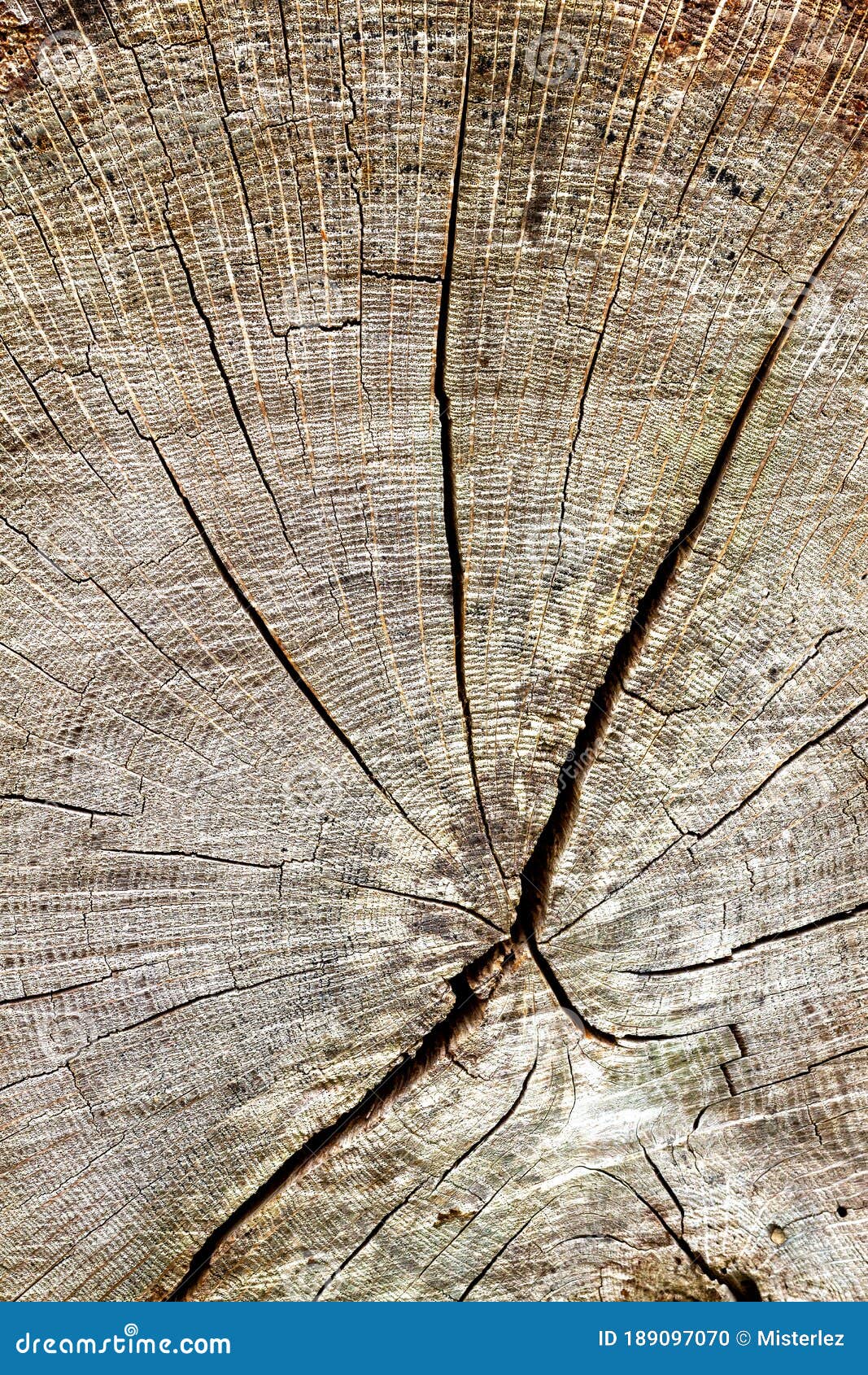 Cross Section of Cut Tree Trunk Background, Texture Stock Photo - Image ...