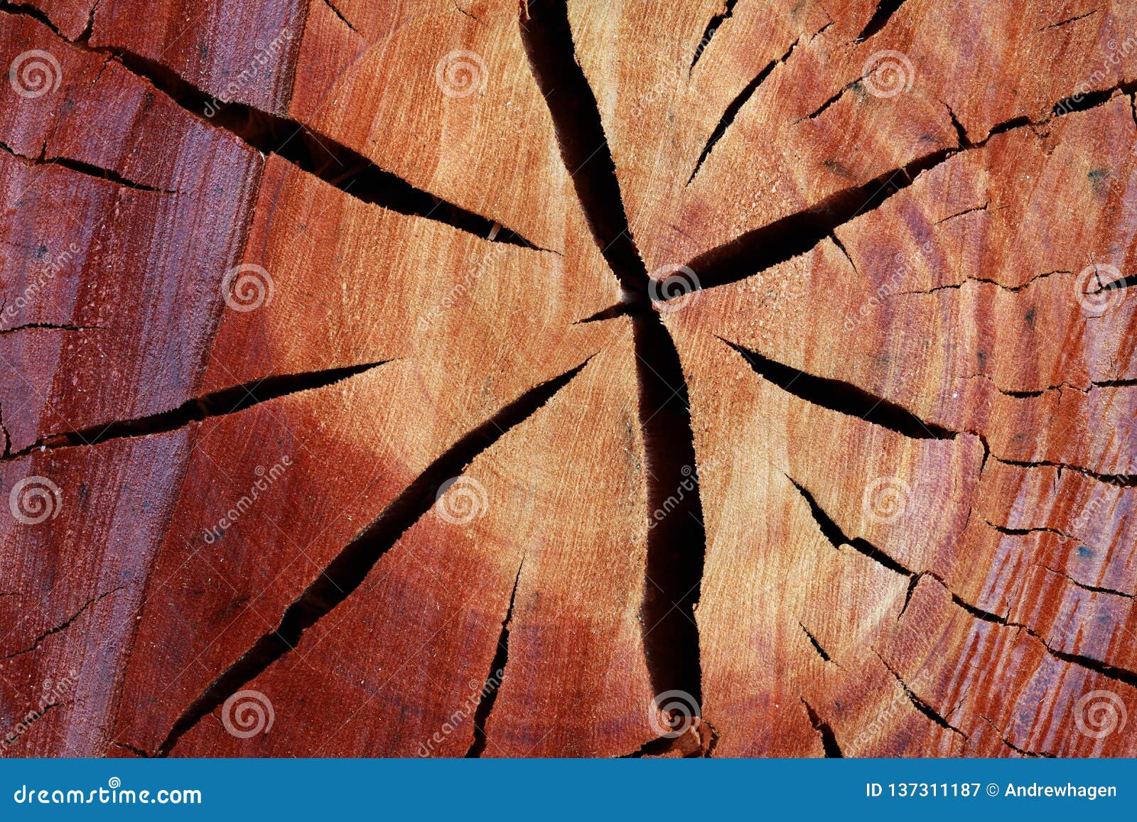 Cross Section of Cut Tree Trunk Stock Image - Image of radius, gumtree ...