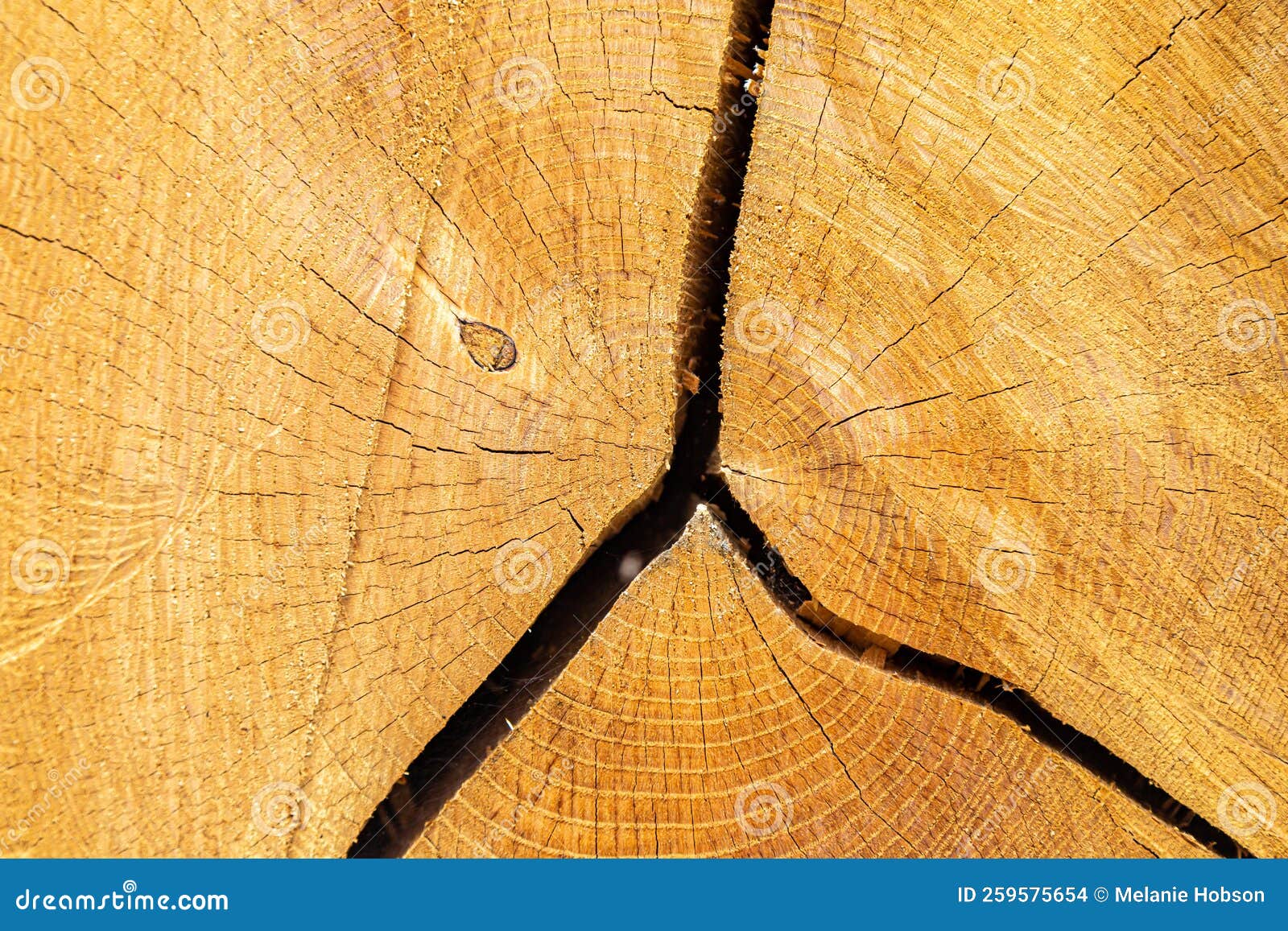 A Cross Section of a Cut Tree Trunk Stock Photo - Image of wood, cross ...