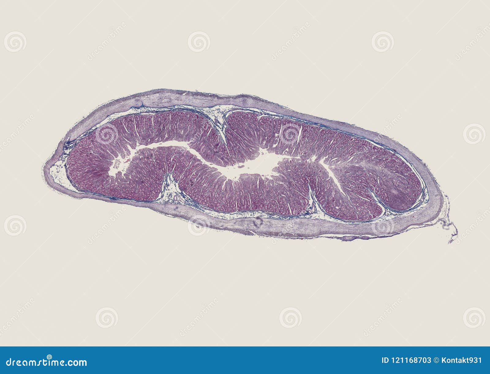 Cross Section Cut Under the Microscope â€“ Microscopic View of Animal ...