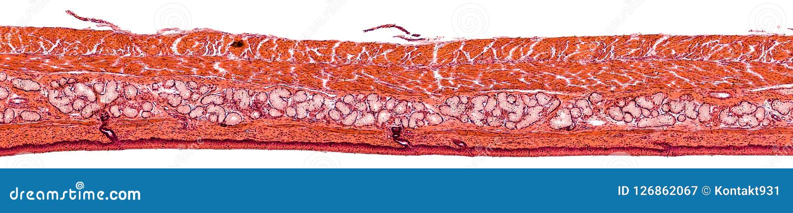 Cross Section Cut Under the Microscope â€“ Microscopic View of Animal ...