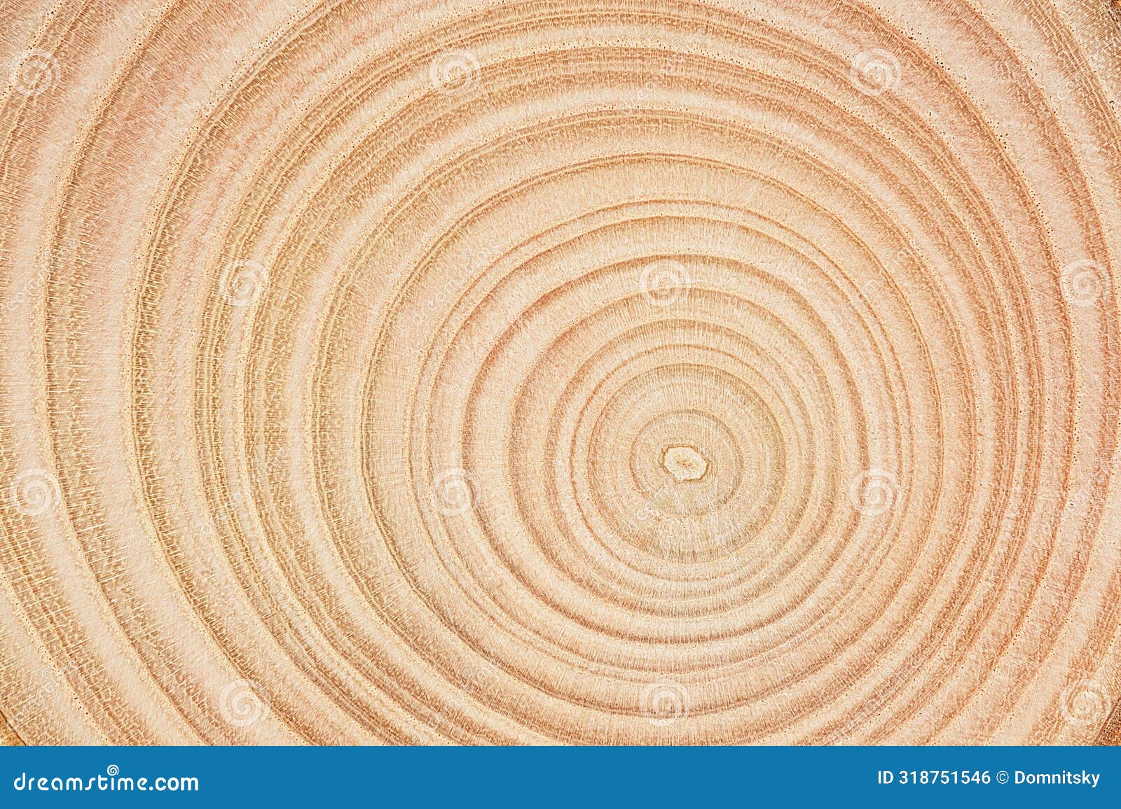 Cross Section of a Cut Wood Tree Trunk Slice with Wavy Pattern Cracks ...