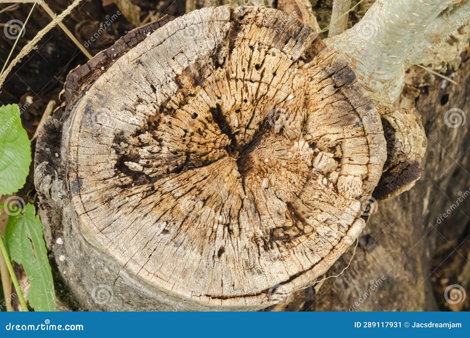 The Cross Section of a Lebbeck Tree Branch Stock Image - Image of broom ...