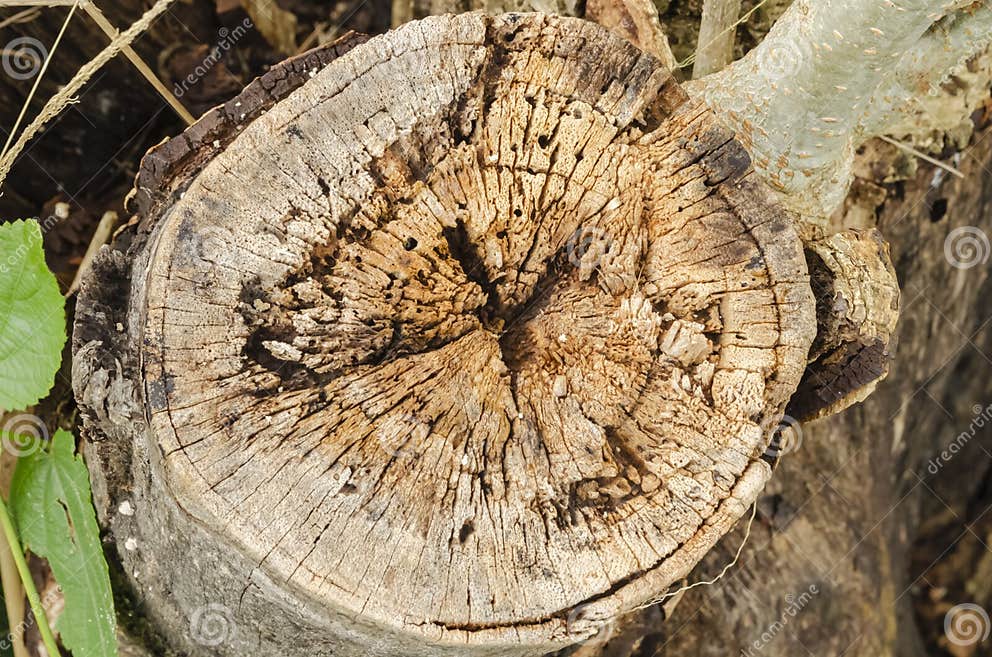 The Cross Section of a Lebbeck Tree Branch Stock Image - Image of broom ...