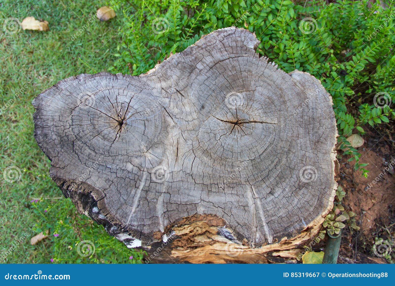 Cross Section of Dead Trees Stock Image - Image of grungy, circle: 85319667