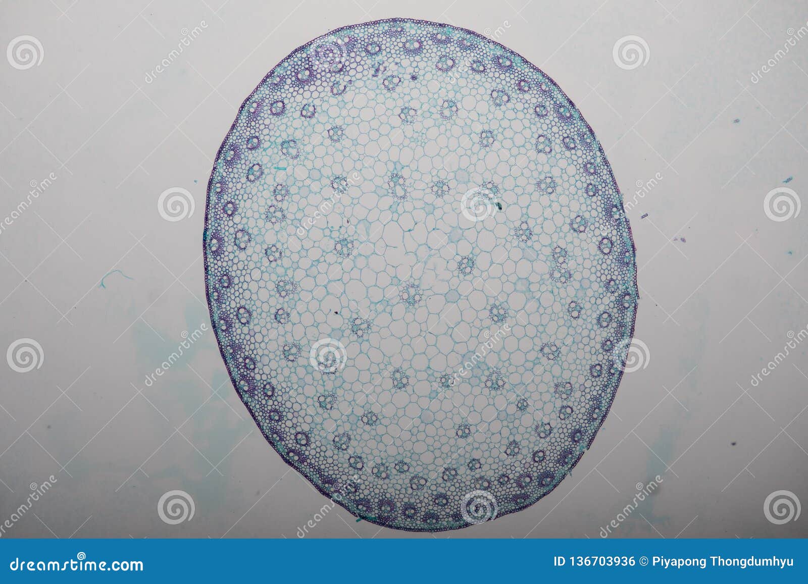 Monocot Root Cross Section Slide View Under Microscope For Botany ...