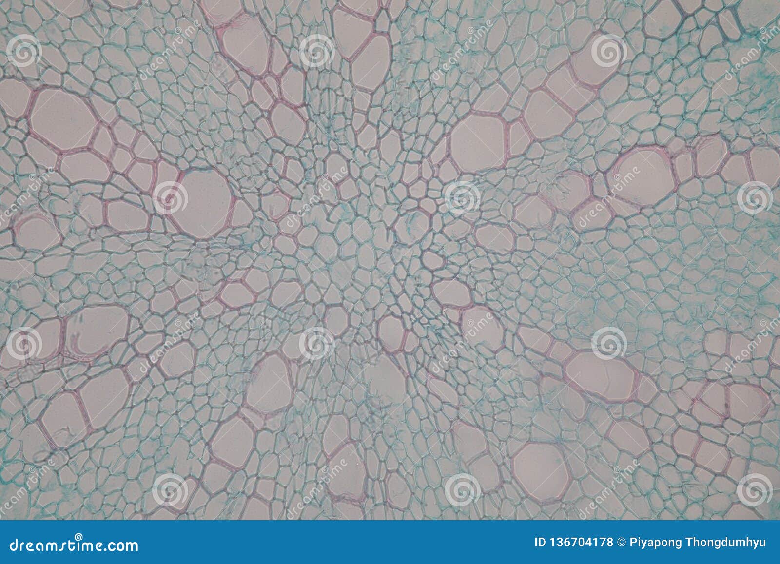 Monocot Root Cross Section Slide View Under Microscope For Botany ...