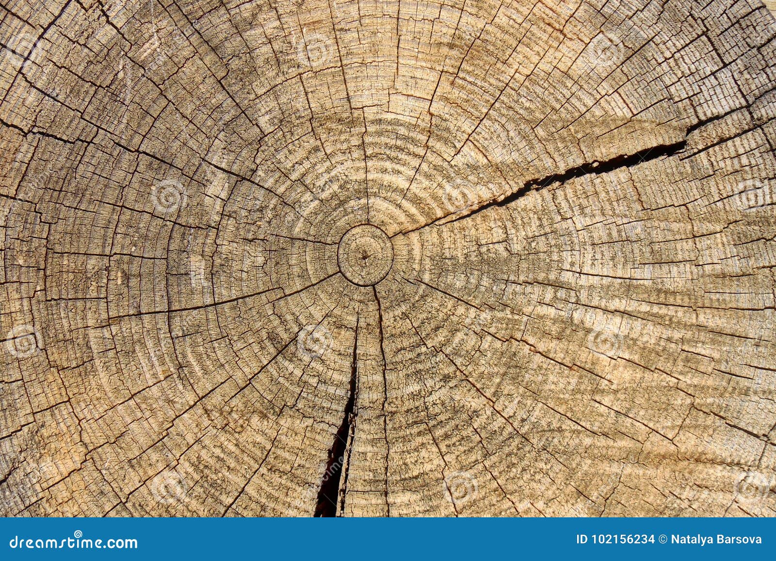 Cross section of dry logs stock photo. Image of texture - 102156234