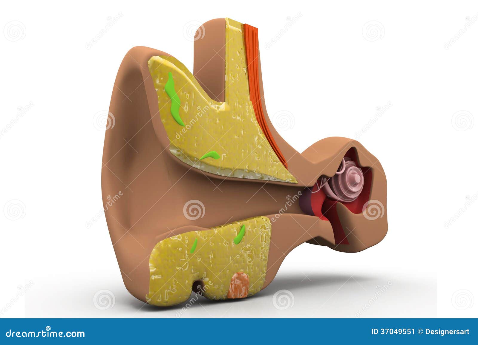 Cross section of ear stock illustration. Illustration of auditory ...