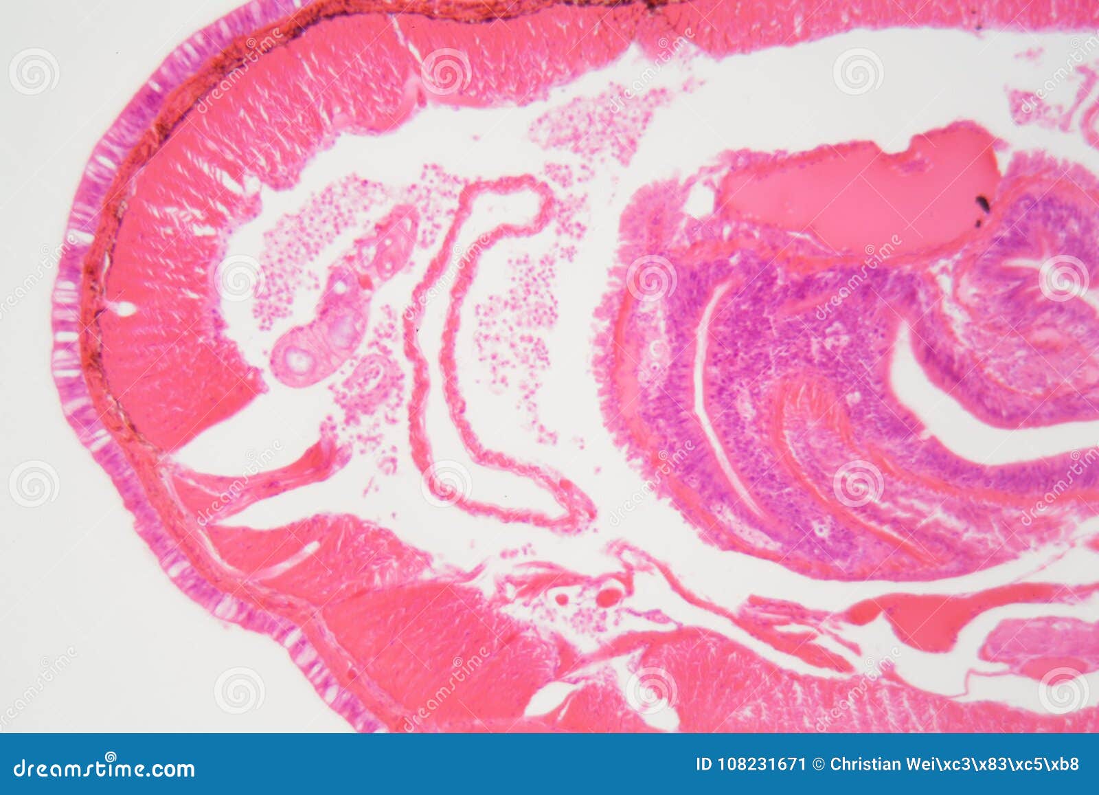 Section of an Earthworm Under the Microscope Stock Image - Image of ...