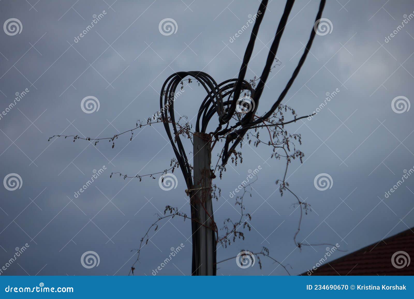 Cross Section of Electrical Wires Stock Photo - Image of industrial ...