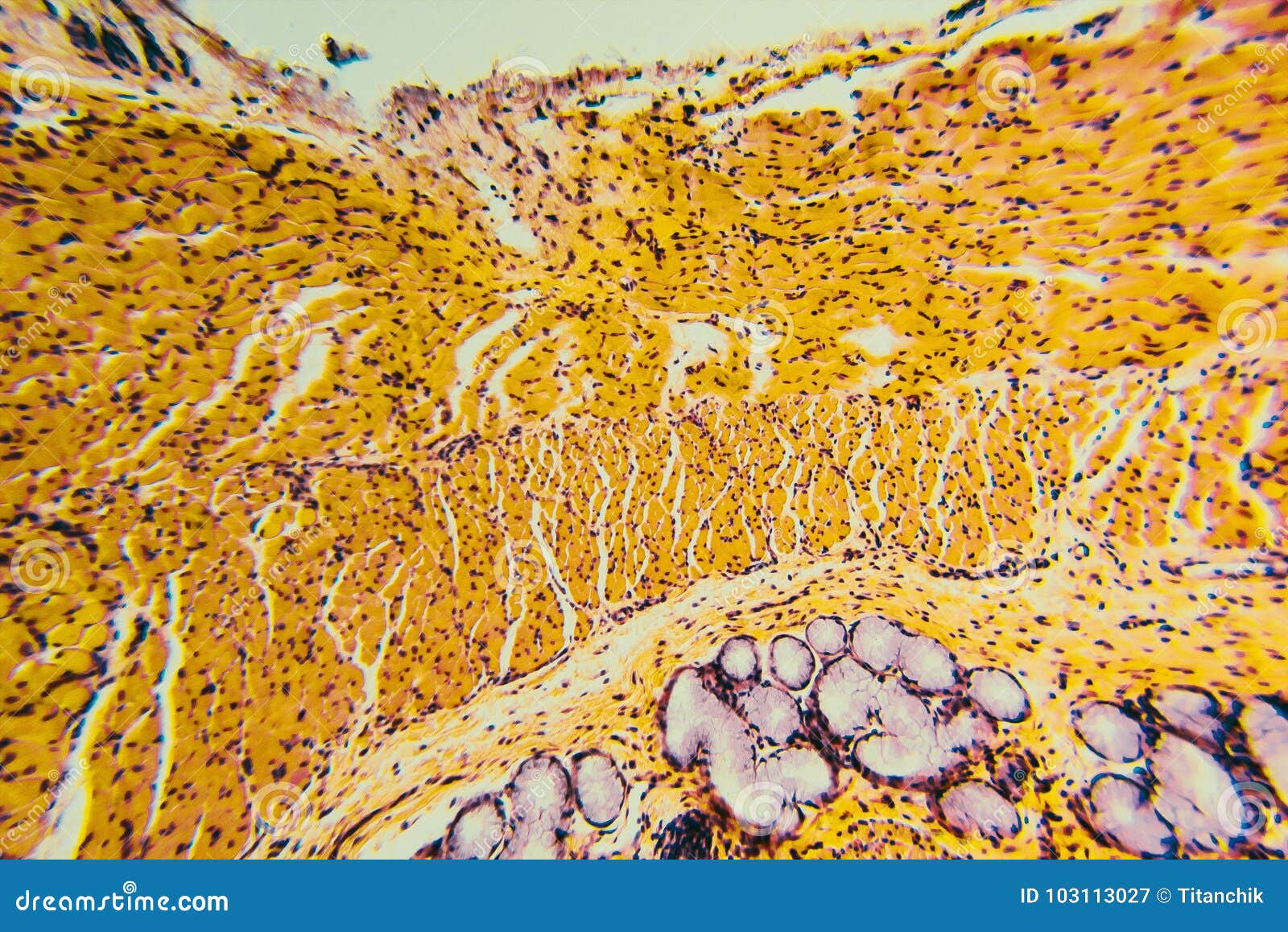 Pancreas Cross-Section Stock Image | CartoonDealer.com #260235403