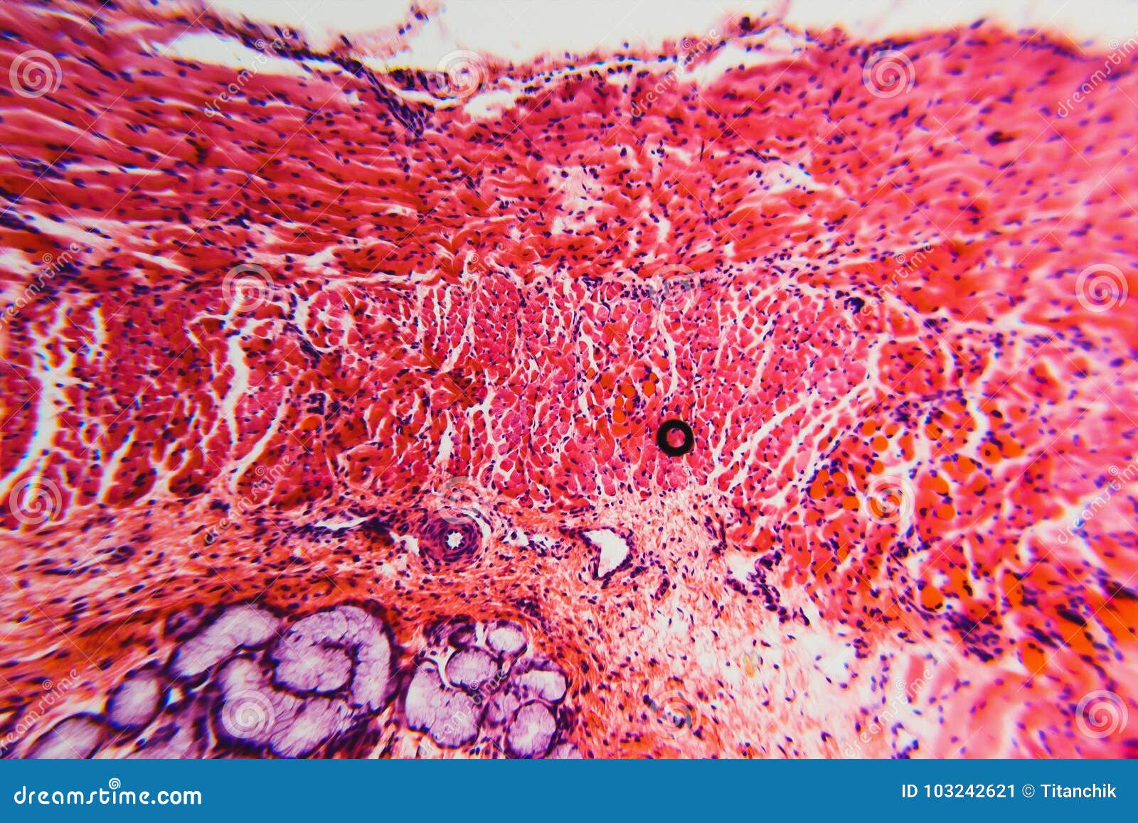 Cross Section Esophagus Dog Stock Image - Image of esophagus, biology ...