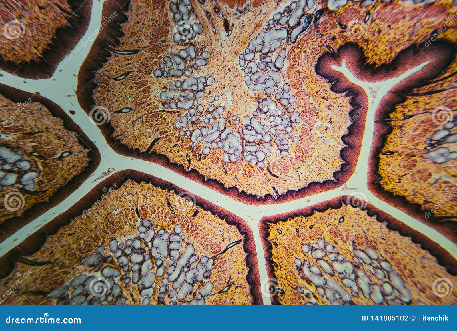 Cross Section Esophagus Dog Stock Photo | CartoonDealer.com #141885102