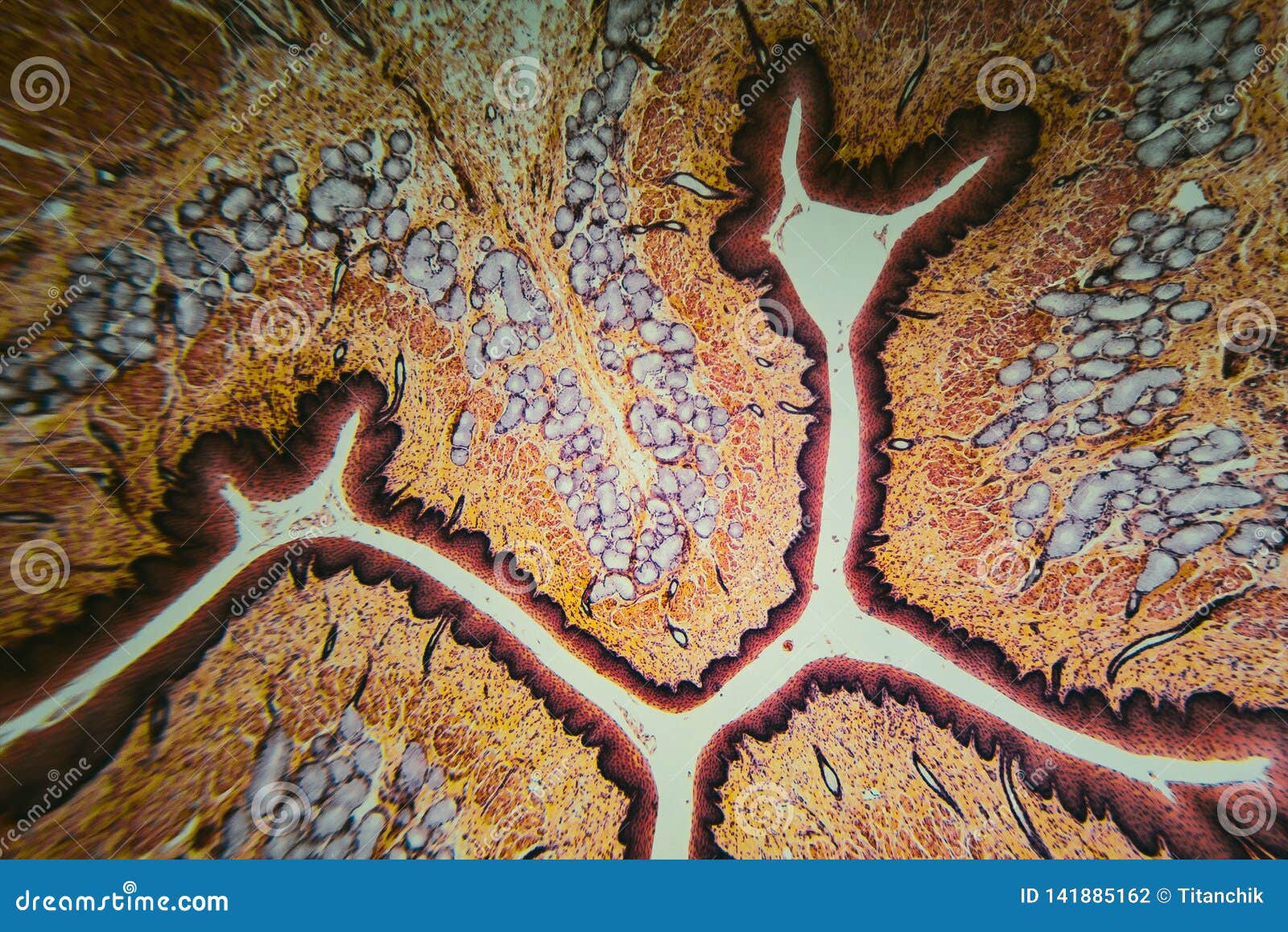 Cross Section Esophagus Dog Stock Illustration - Illustration of ...
