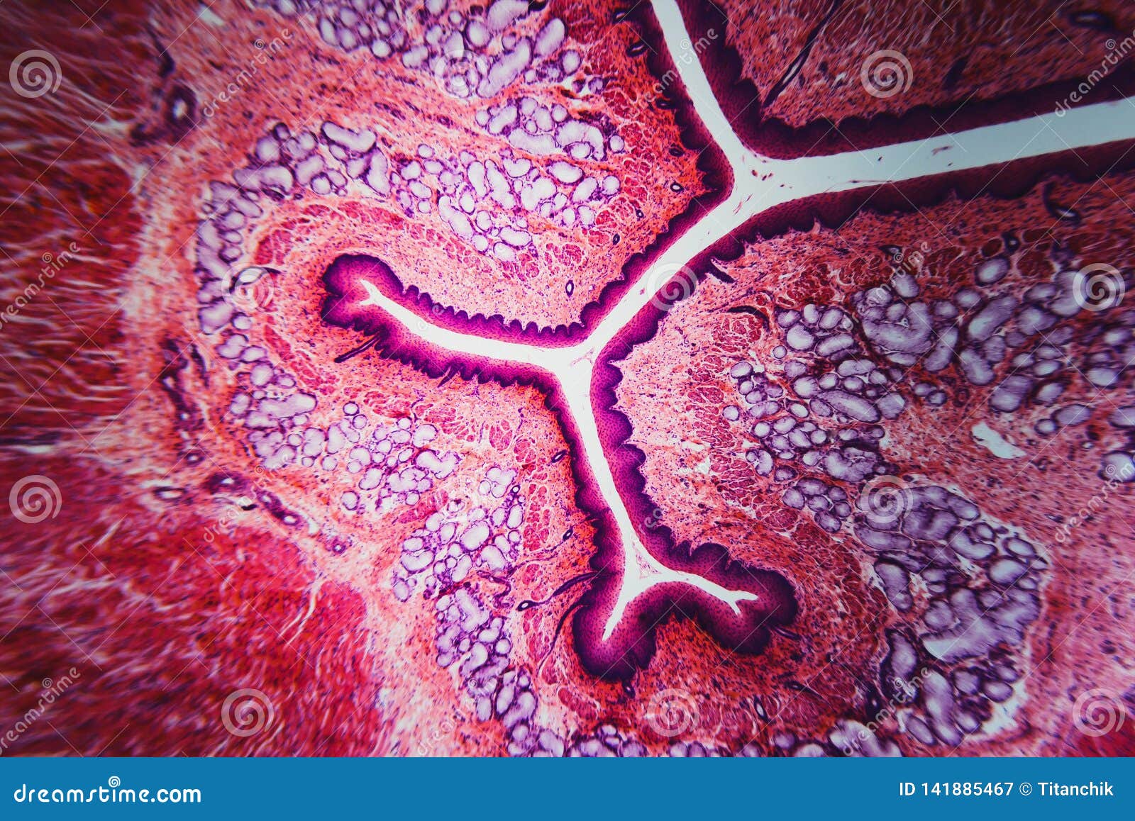 Cross Section Esophagus Dog Stock Illustration - Illustration of ...
