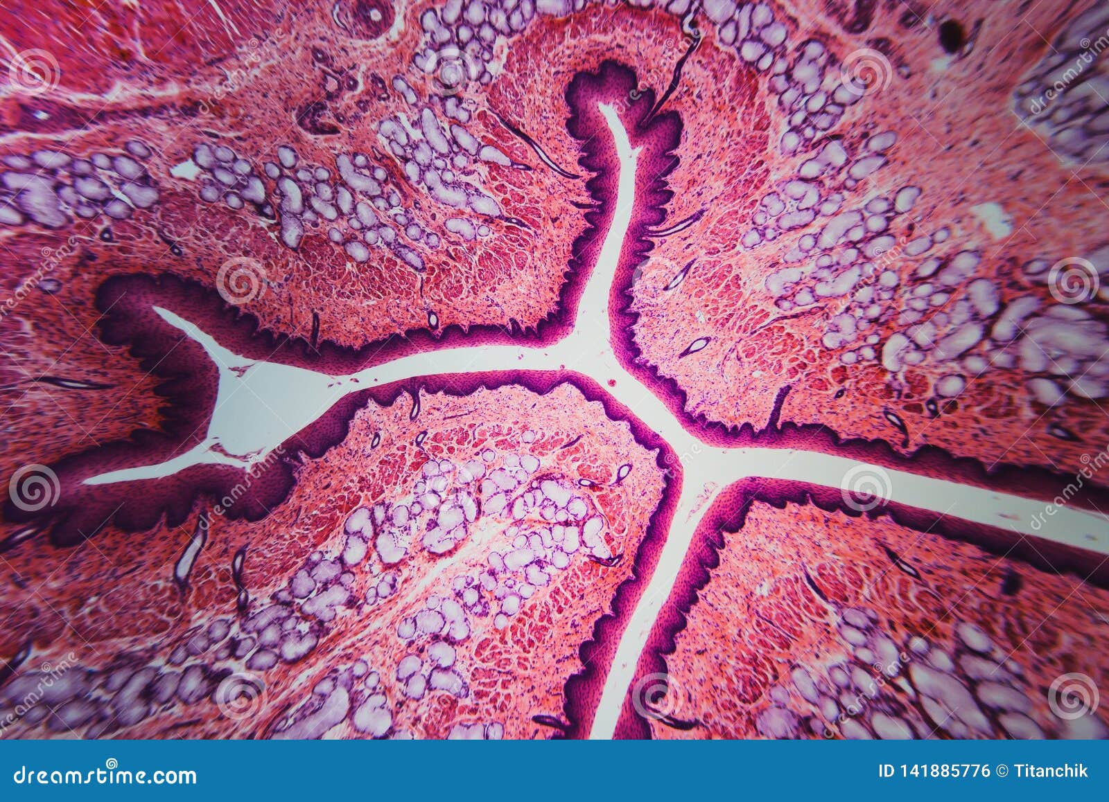 Cross Section Esophagus Dog Stock Illustration - Illustration of ...