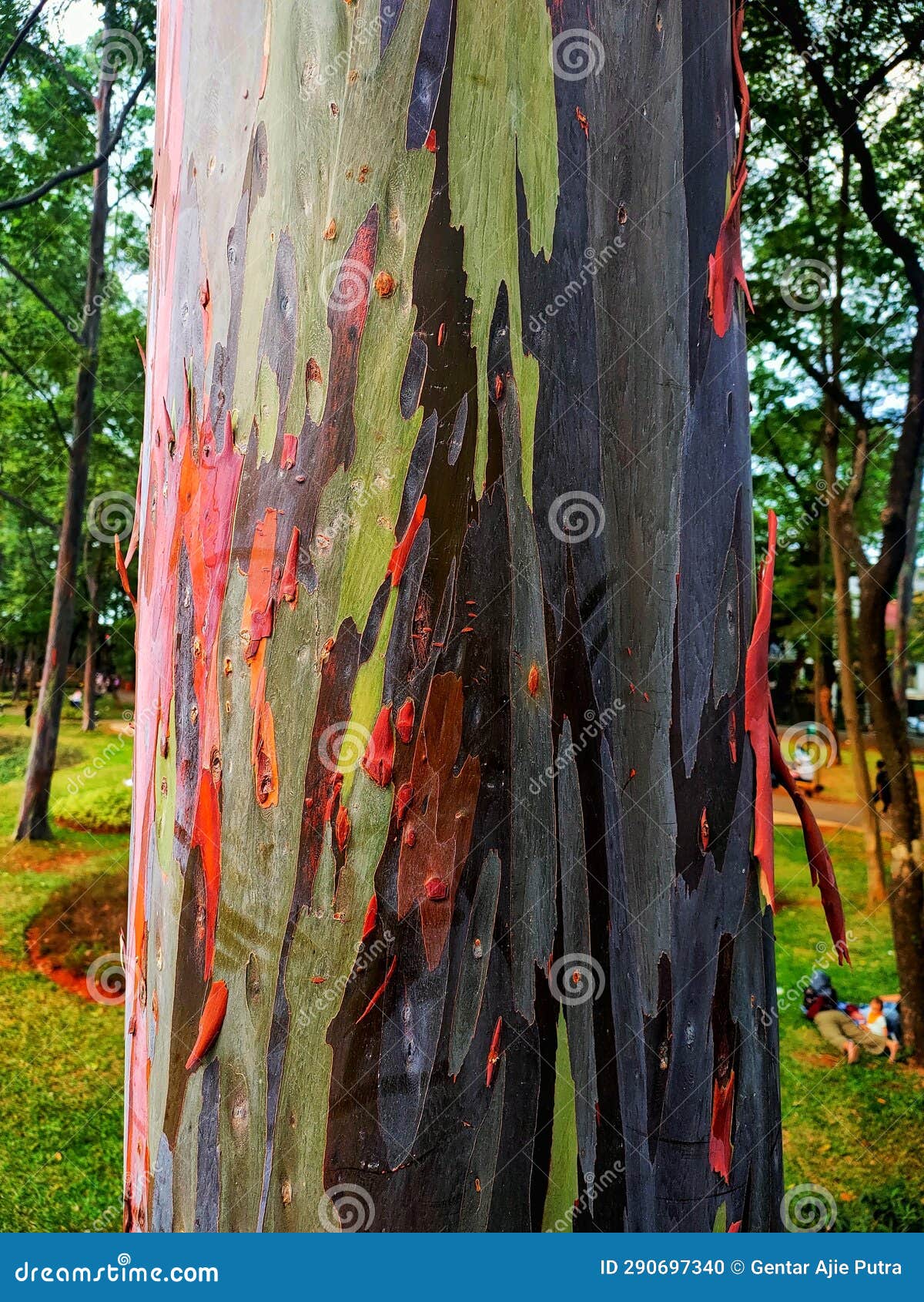 Cross-section of a Eucalyptus Tree Trunk Colour Stock Photo - Image of ...