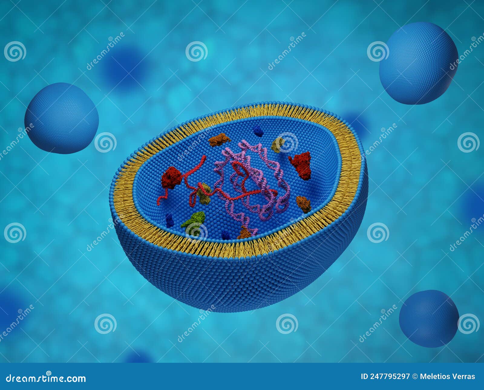 Cross-section of an Exosome Stock Illustration - Illustration of ...