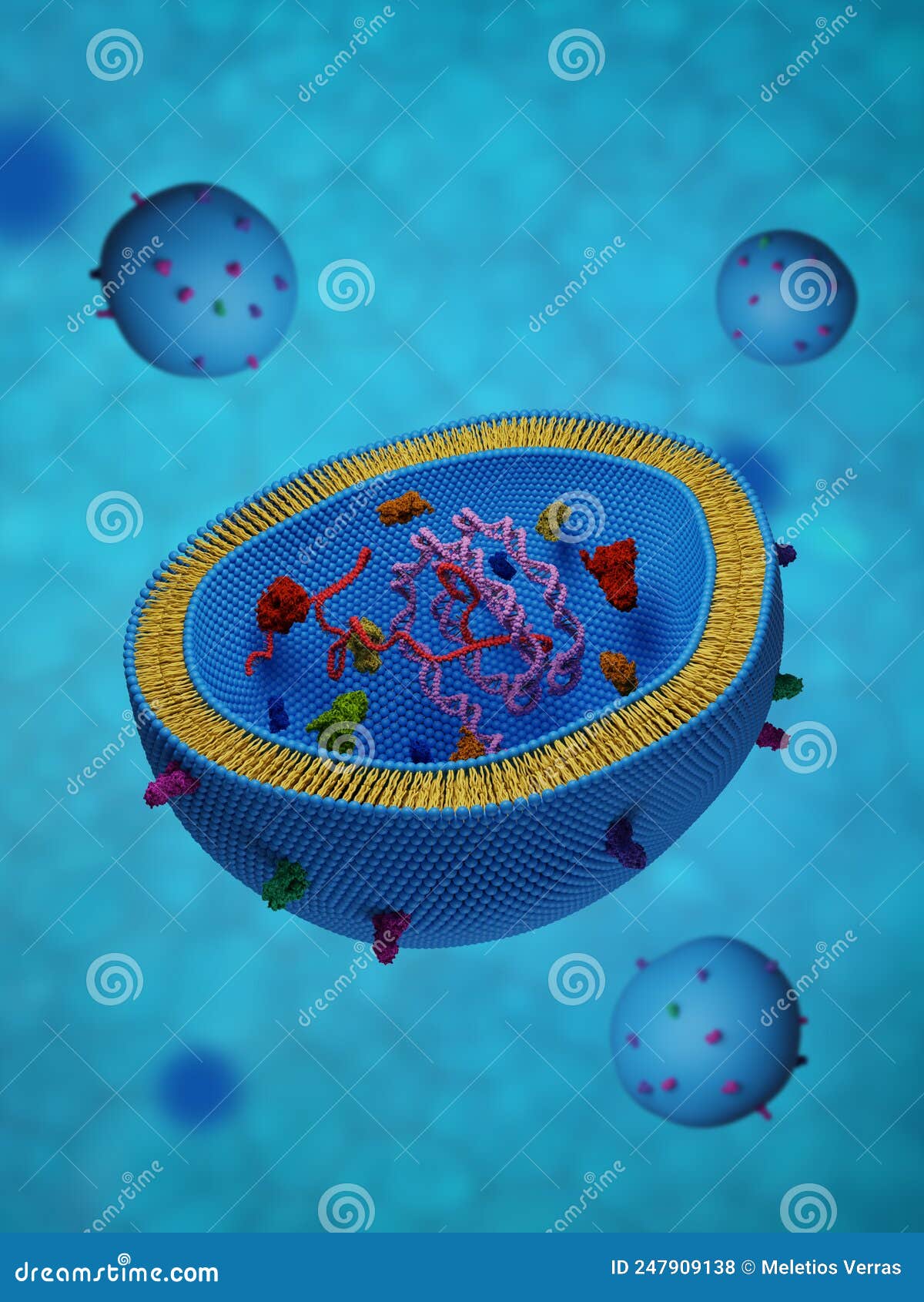 Cross-section of an Exosome Stock Illustration - Illustration of ...