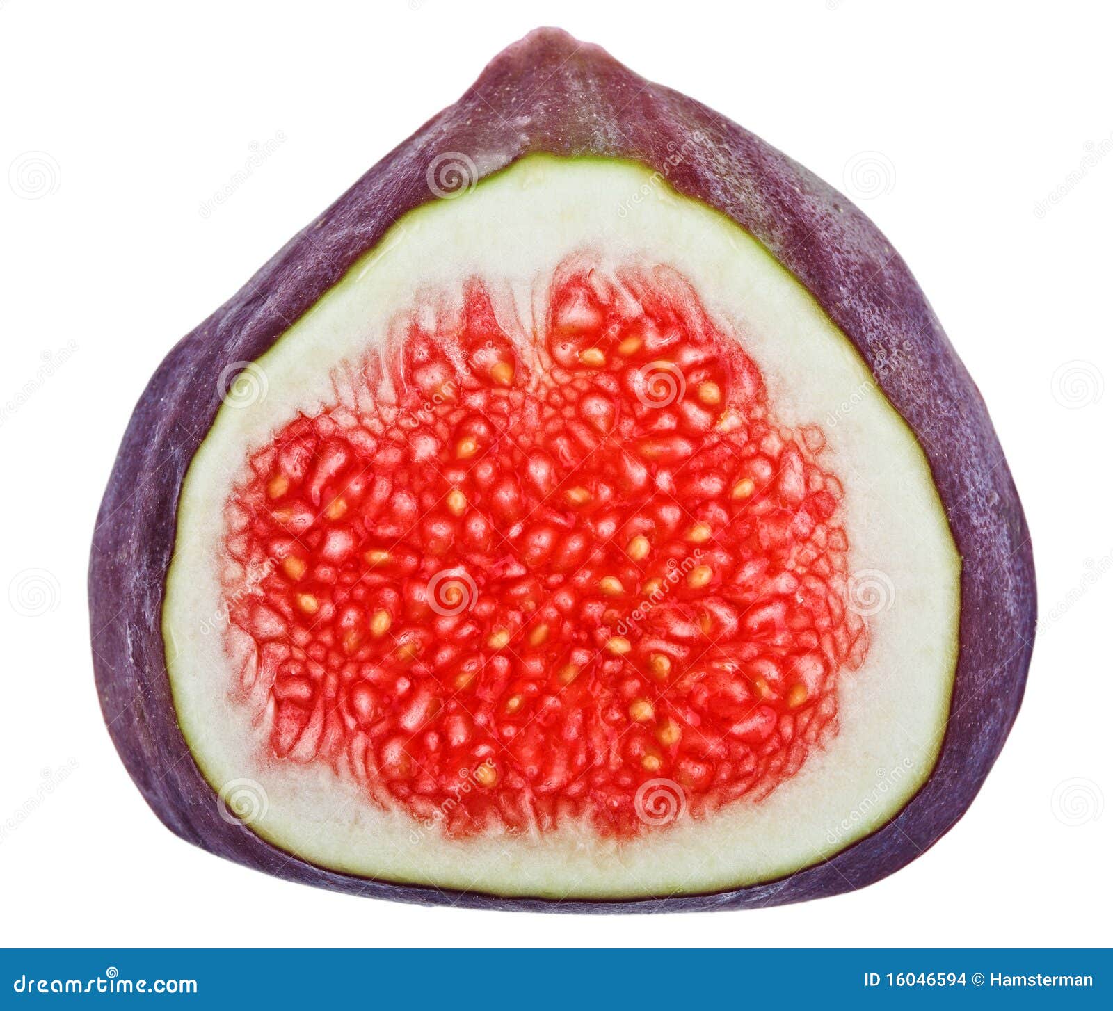 Cross-section Of Fig Tree Fruit Stock Photography | CartoonDealer.com ...