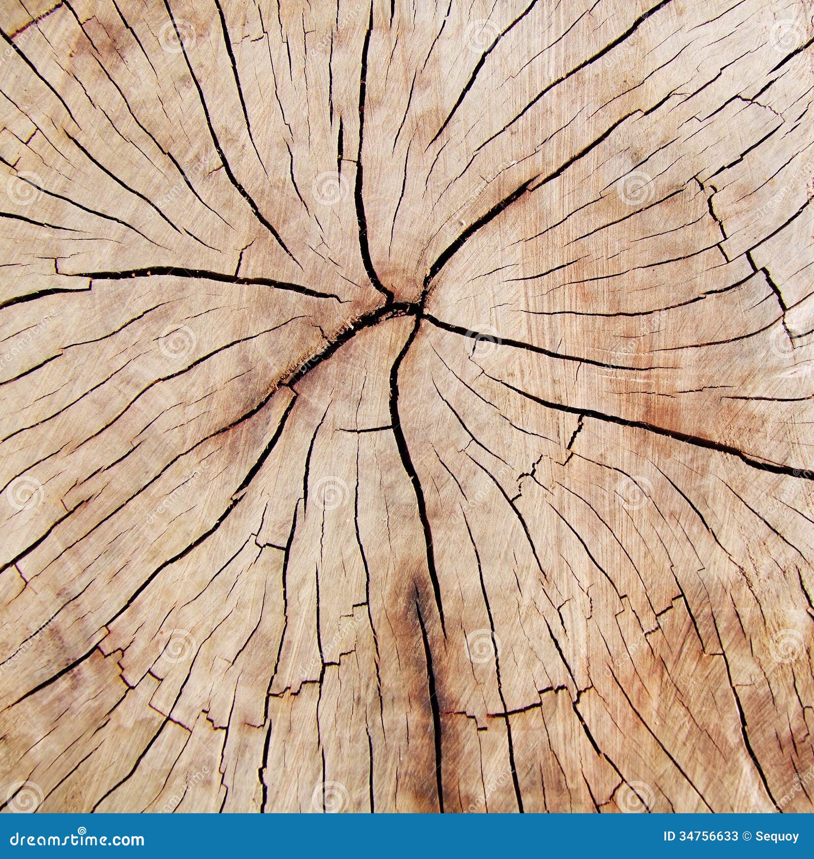 Cross-section of Fissured Wood Stock Image - Image of growth, decay ...