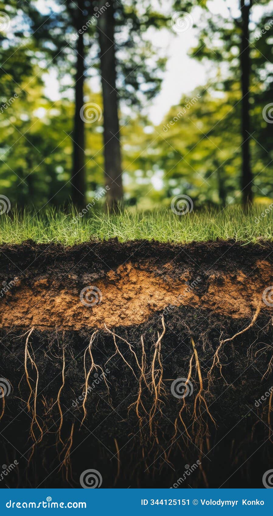Cross-section of Forest Floor with Tree Roots and Lush Greenery, Nature ...