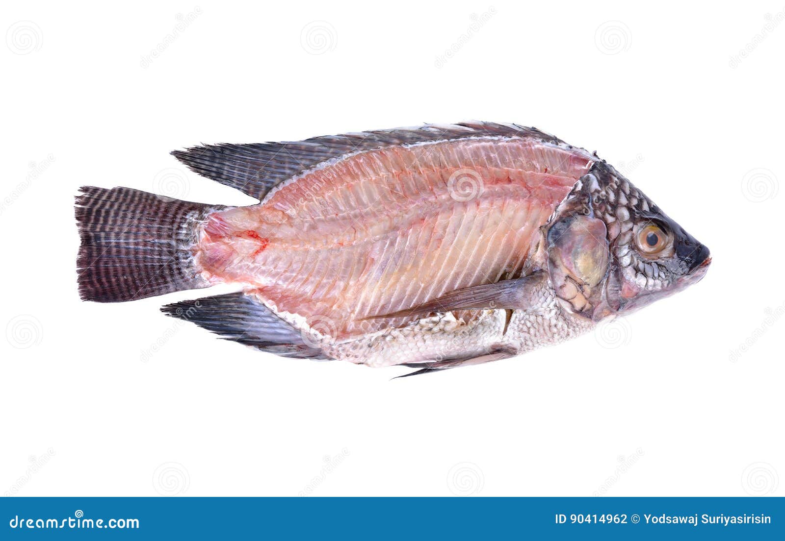 Cross Section of Fresh Nile Tilapia Fish on White Background Stock ...
