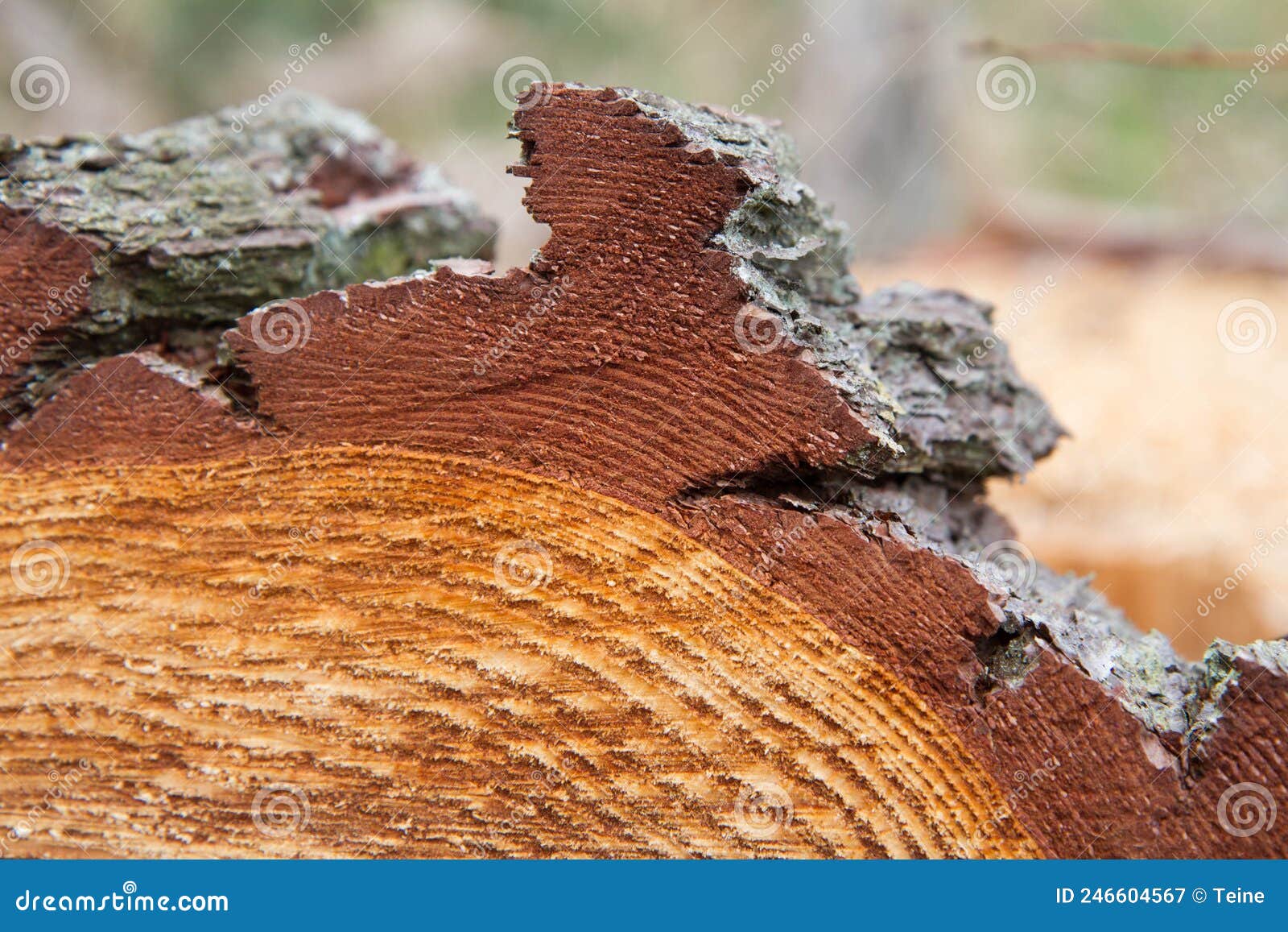 Cross Section of a Freshly Cut Down Tree Stock Image - Image of slice ...