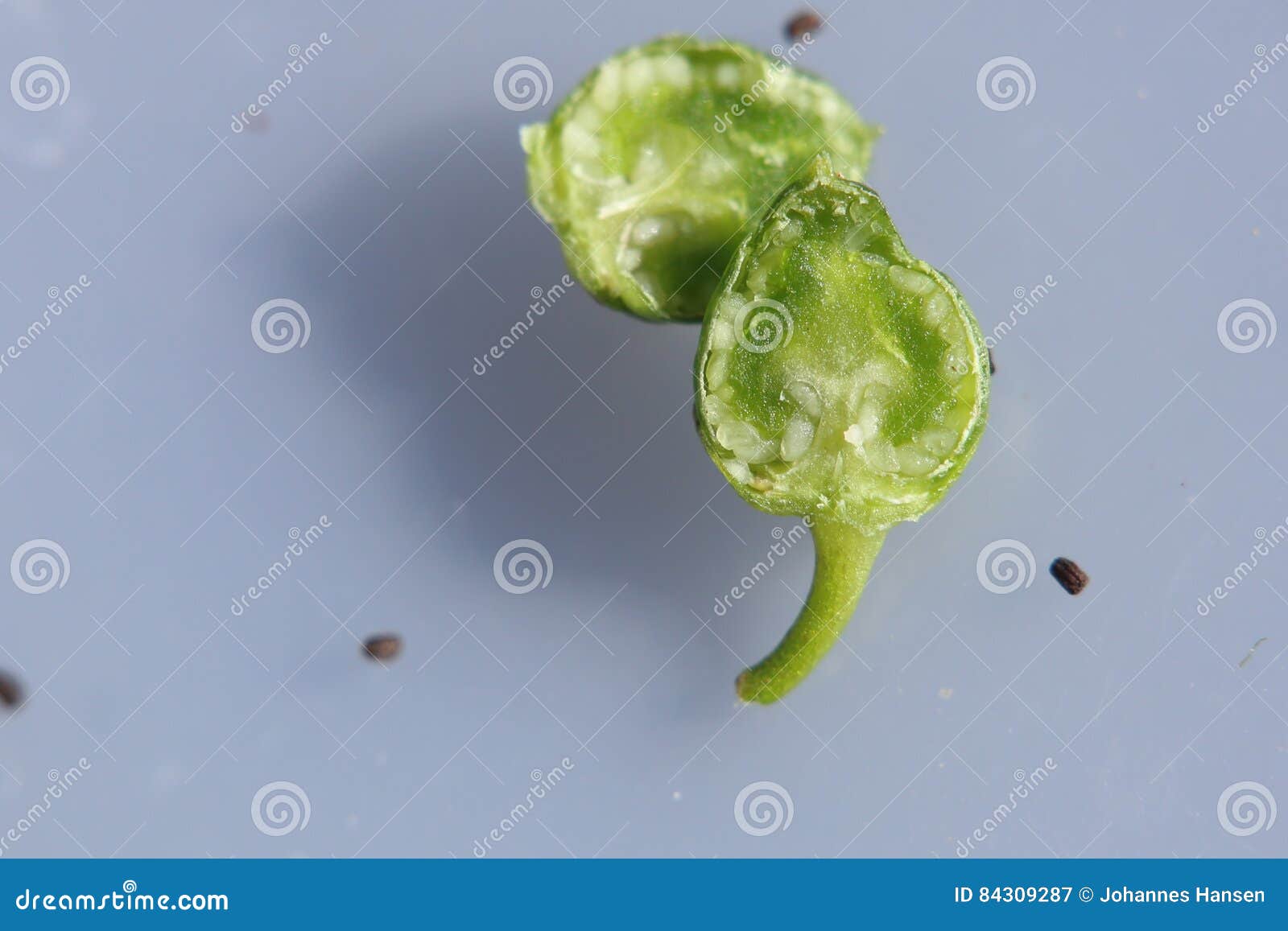 Cross-section of a Fruit of the Common Figwort (Scrophularia Nodosa ...