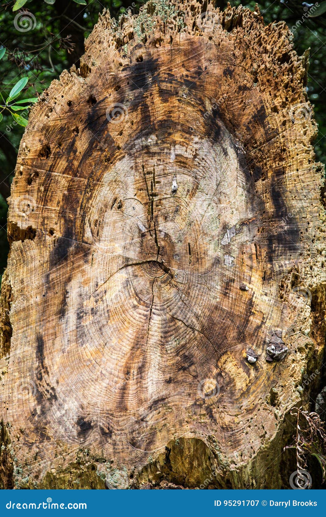 Cross Section Of Giant Tree Stock Image | CartoonDealer.com #95291707