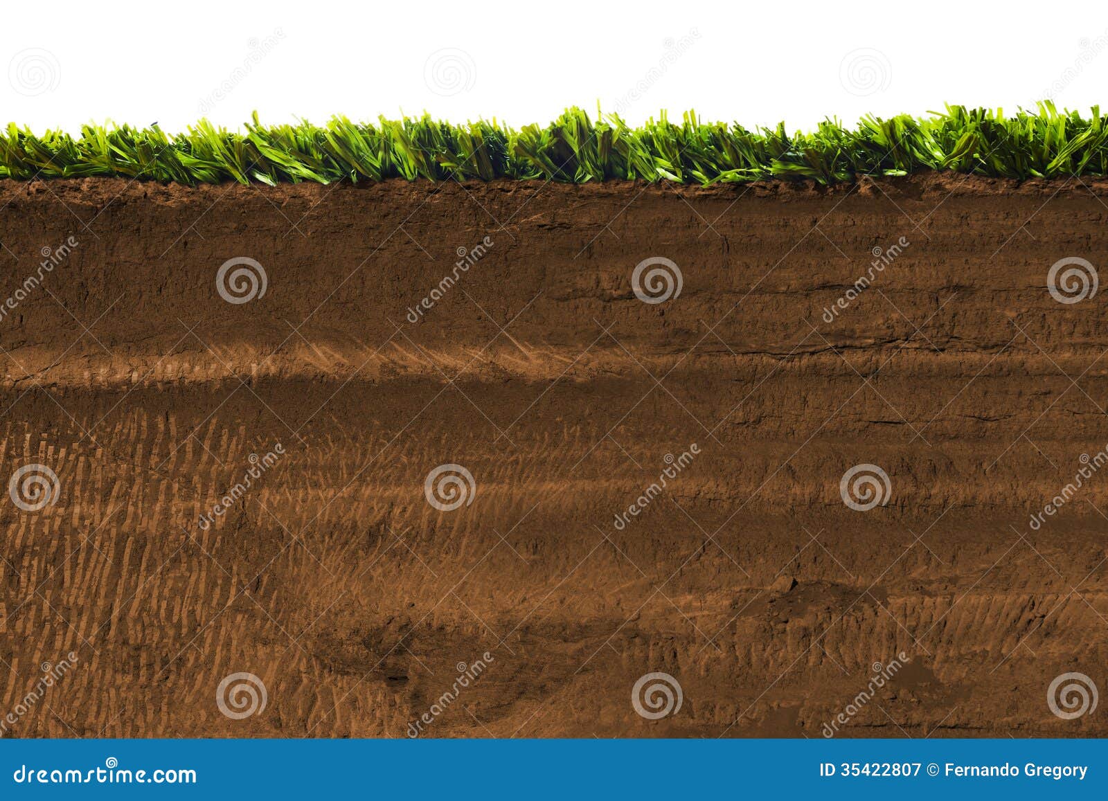 Cross Section of Grass Isolated on White Stock Image - Image of texture ...