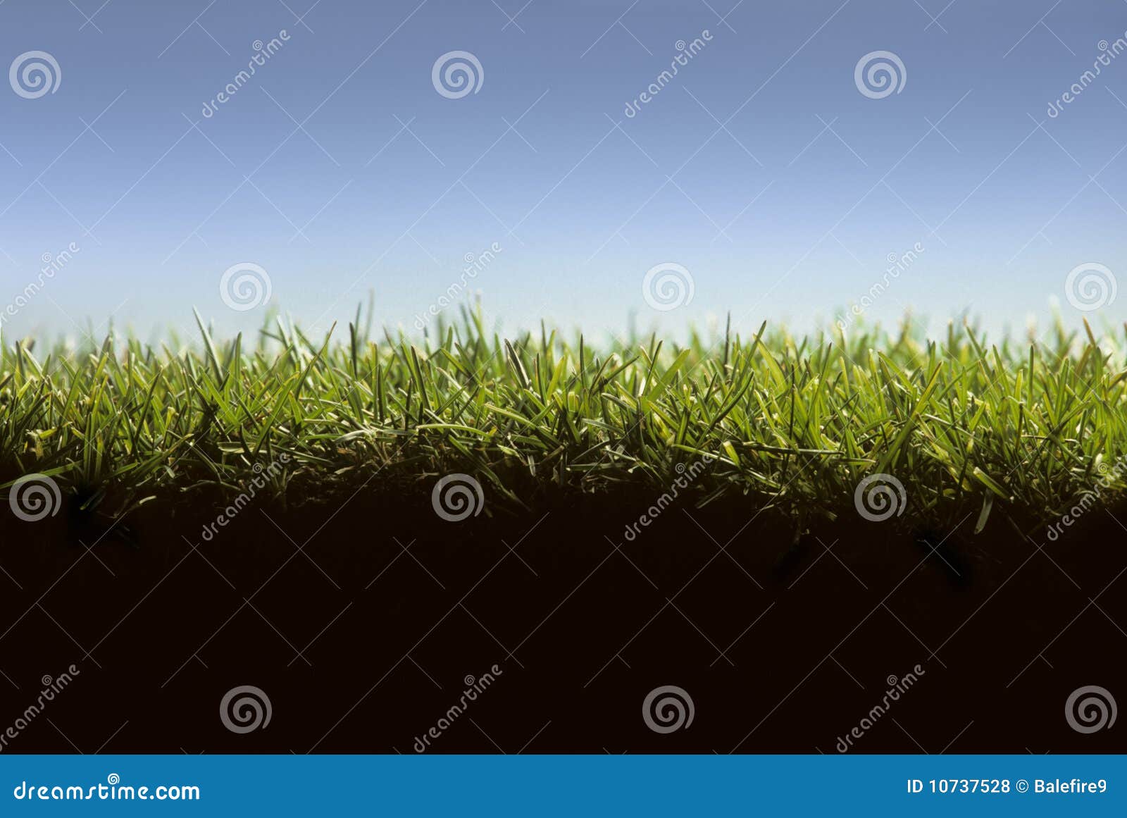 Cross Section of Grass Lawn Stock Photo - Image of natural, grass: 10737528