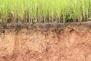 Cross Section of Grass and Soil Profile Stock Image - Image of plant ...
