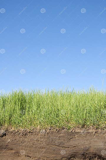 Cross Section of Grass and Underground Stock Image - Image of earth ...