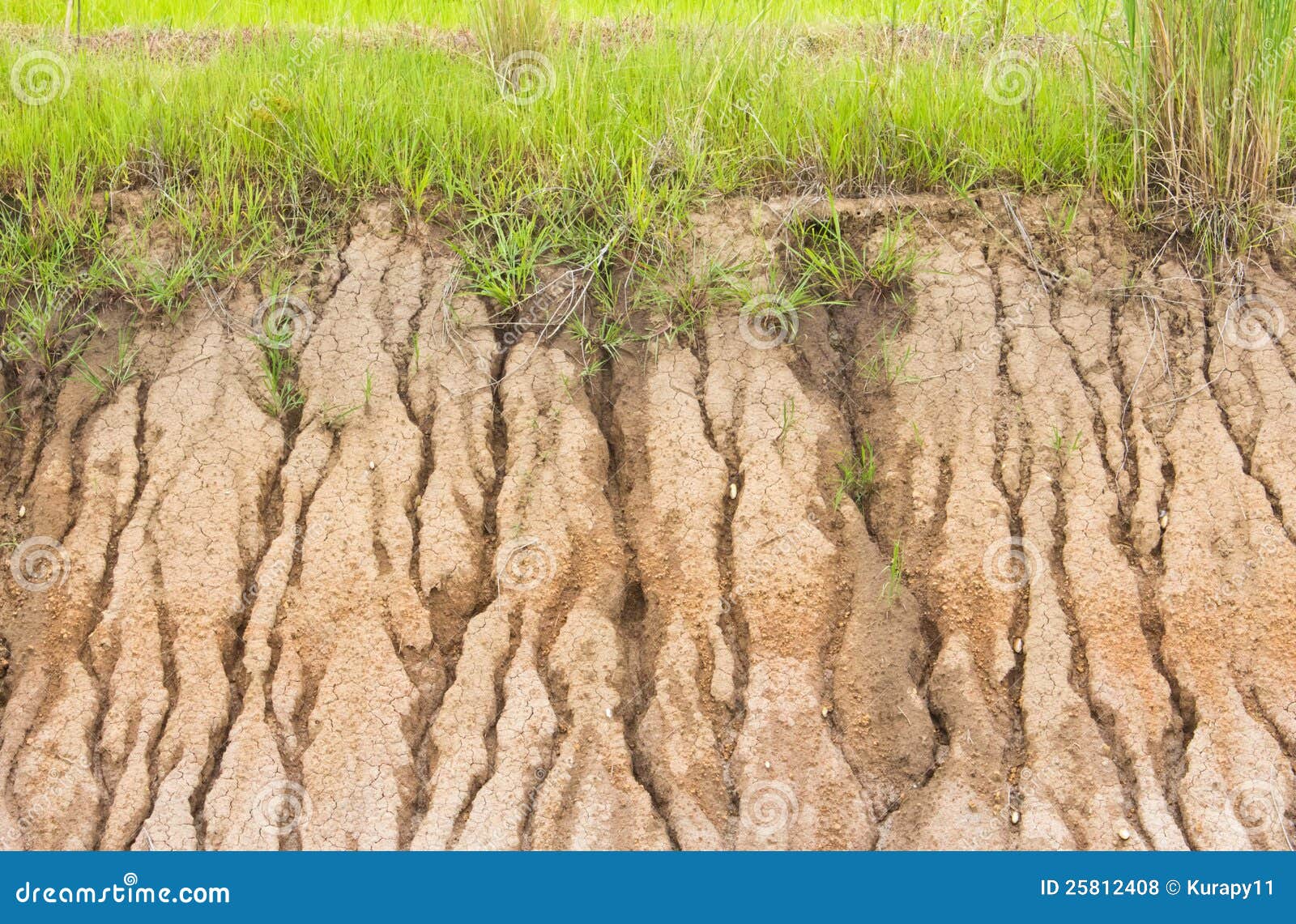Cross Section of Green Grass Stock Photo - Image of cross, field: 25812408