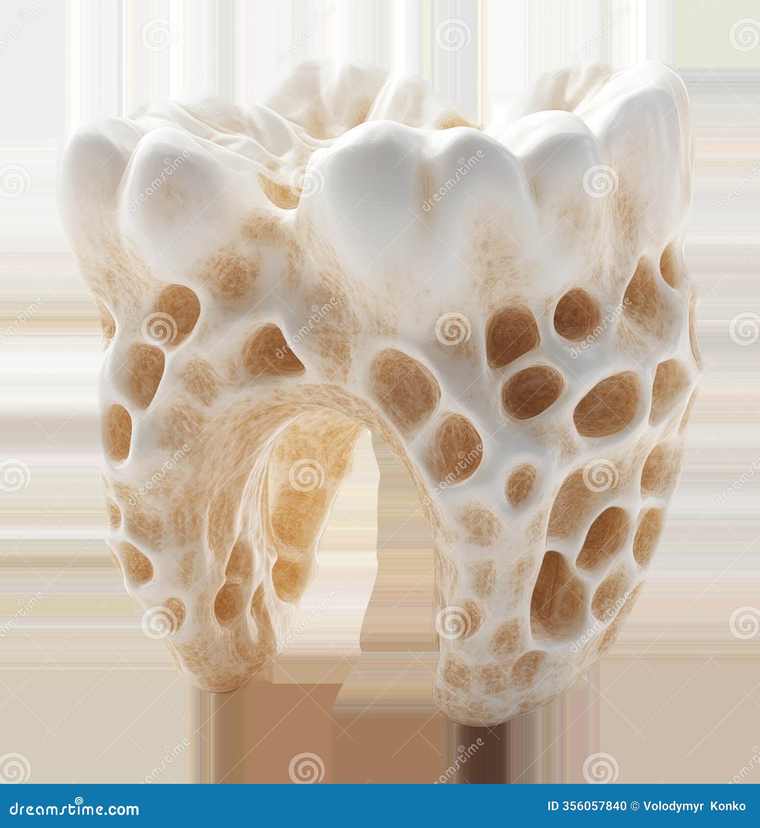 Cross Section of a Healthy Human Molar Tooth Structure Stock ...