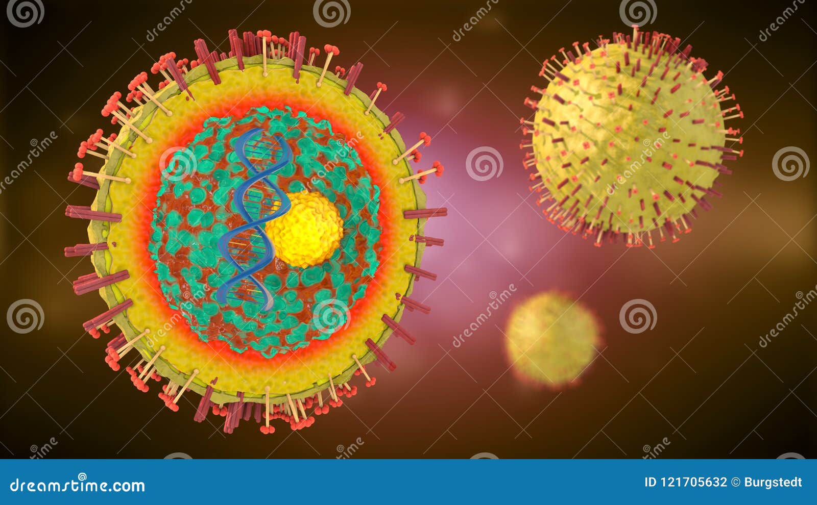 Cross Section of a Hepatitis Pathogen with Dna,cell Nucleus and ...