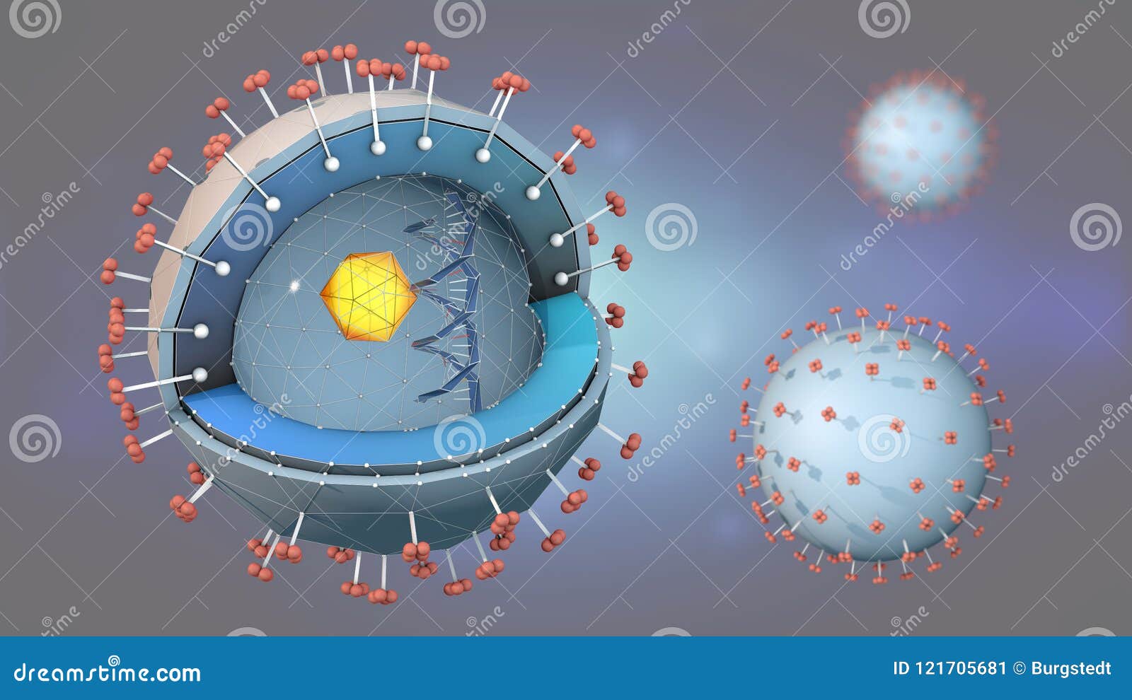 Cross Section of a Hepatitis Pathogen with Dna,cell Nucleus and ...