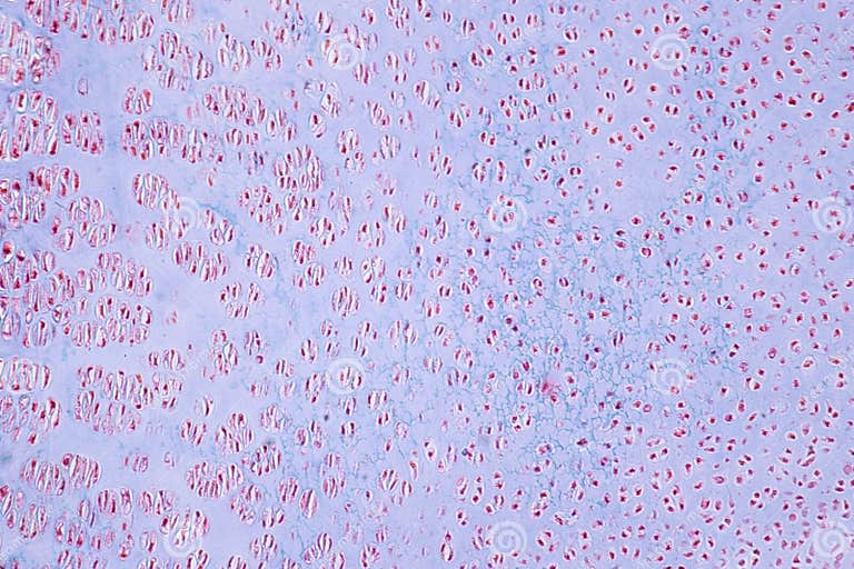 Cross Section Human Cartilage Bone Under Microscope View Stock Image ...