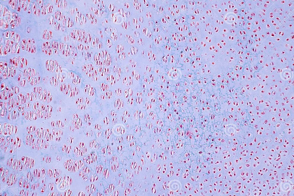 Cross Section Human Cartilage Bone Under Microscope View Stock Image ...