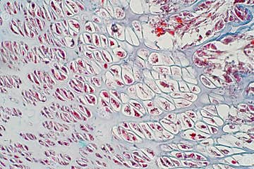 Cross Section Human Cartilage Bone Under Microscope View Stock Photo ...