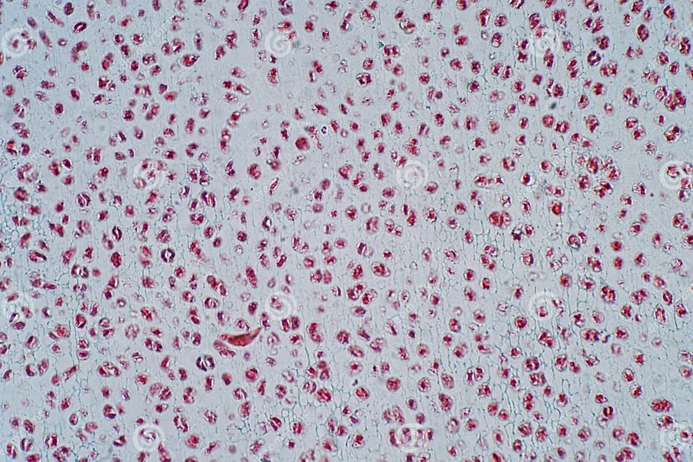 Cross Section Human Cartilage Bone Under Microscope View for Education ...