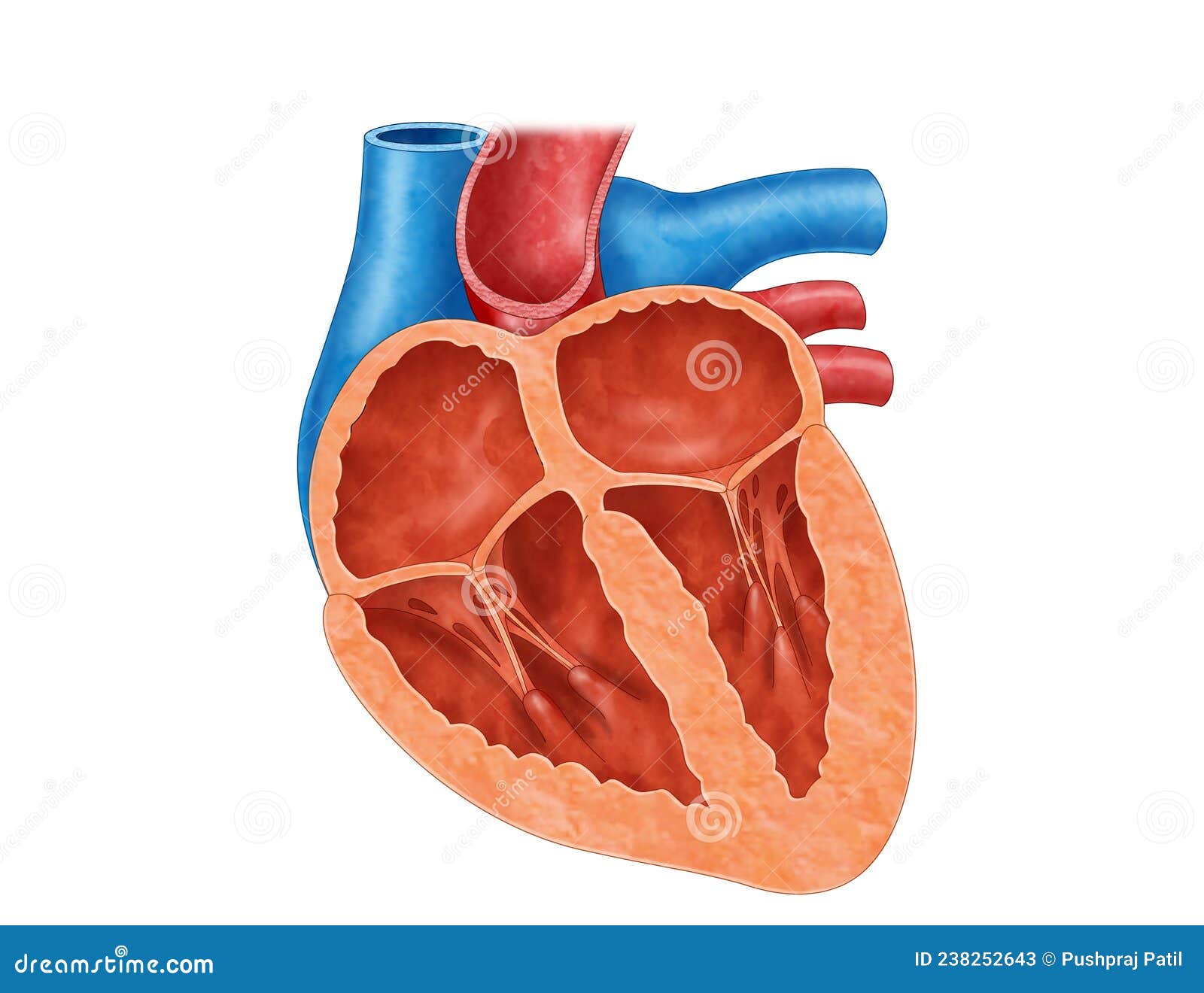 Heart Anatomy Cross Section Outline Vector Stock Vect - vrogue.co Heart Anatomy Cross Section Outline Vector Stock Vect - vrogue.co