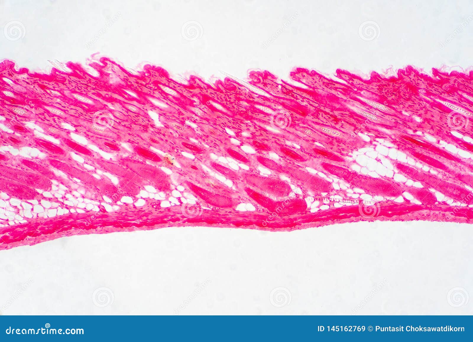 Cross Section Human Skin Tissue Under Microscope View Stock ...