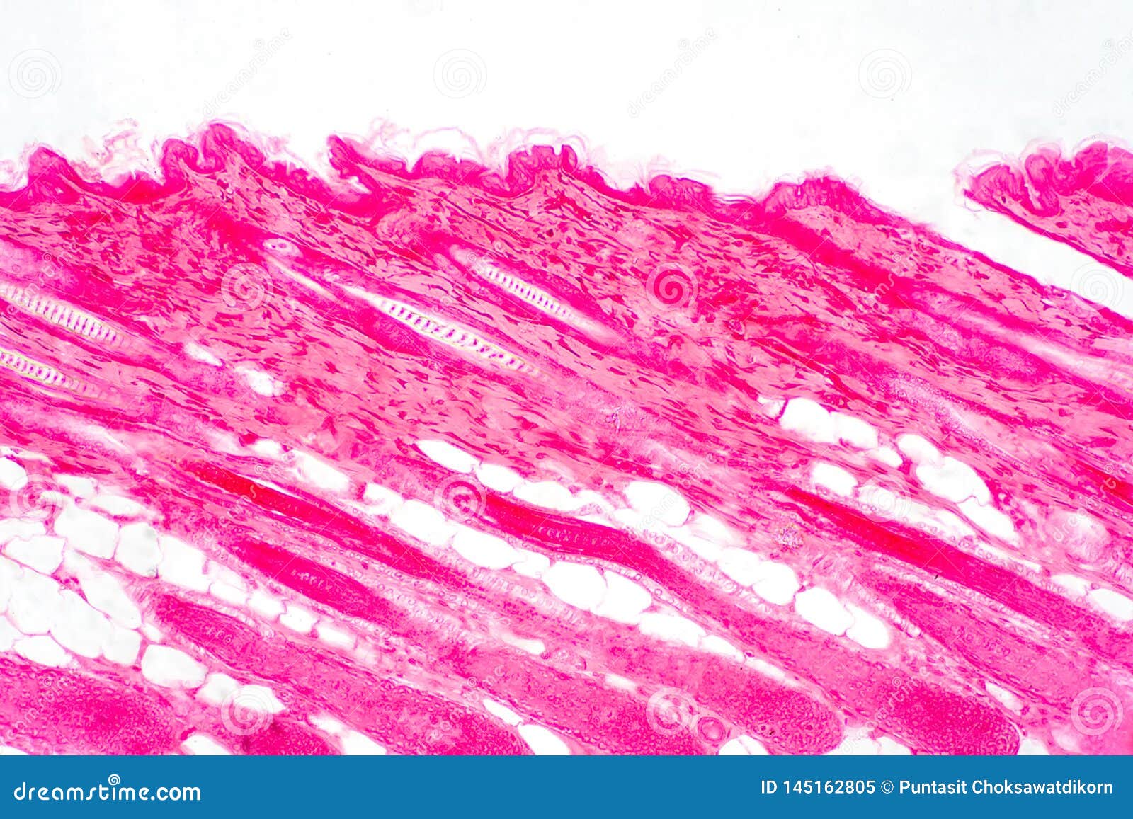 Human Skin Microscope